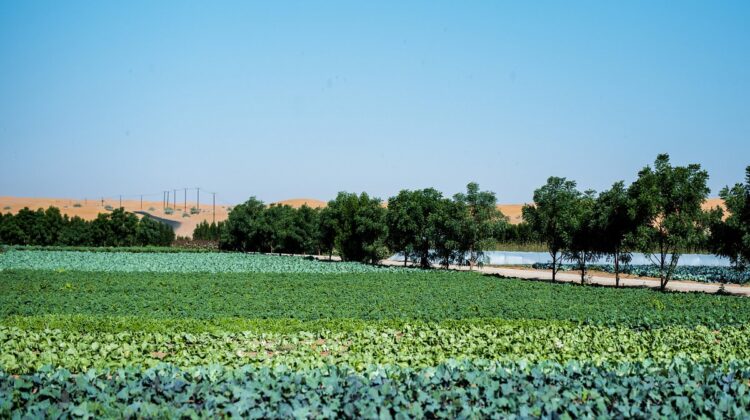 Greening the Desert through Organic Farming - Eco-enviro news